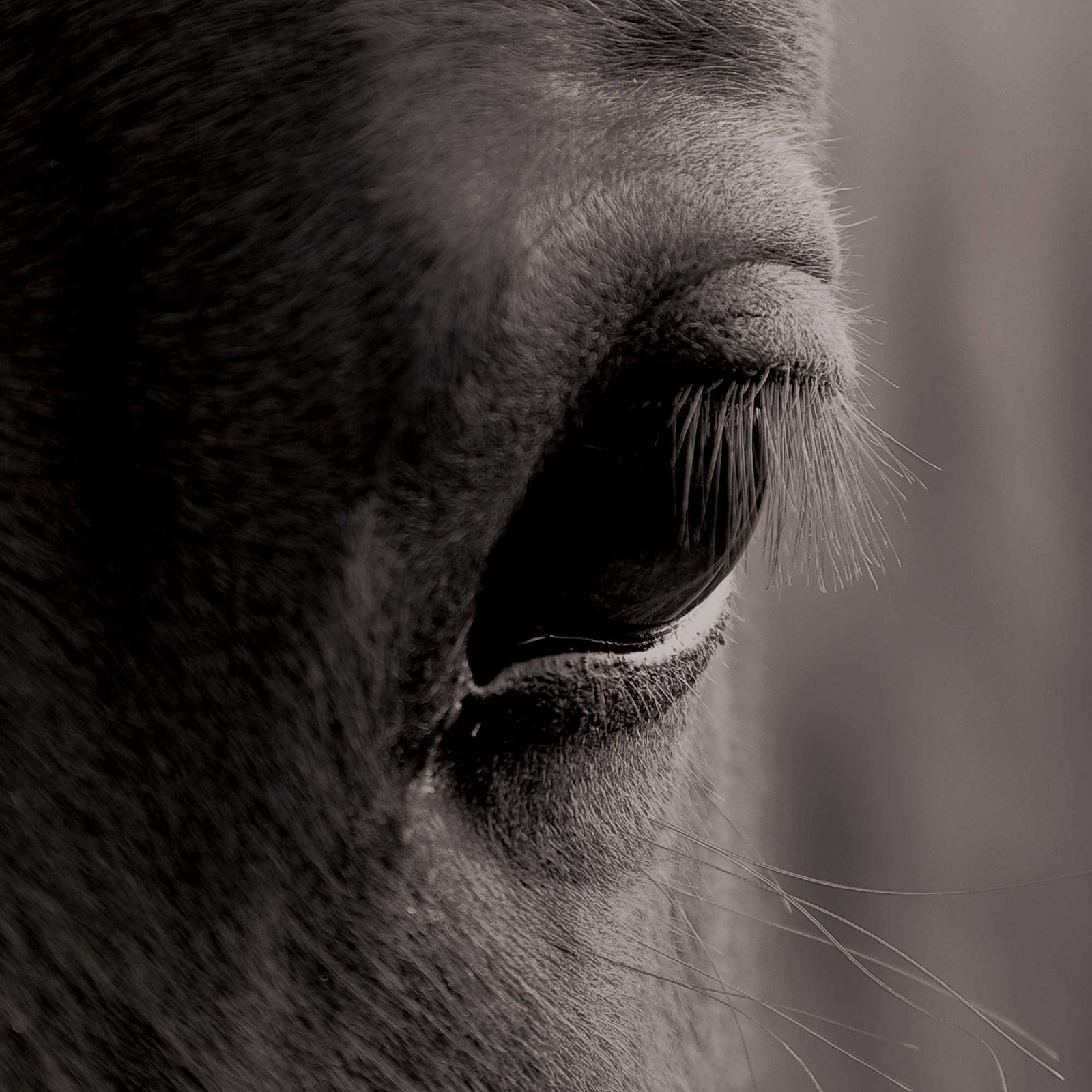 Luminance® – Fat Supplementation for Equine Conditioning